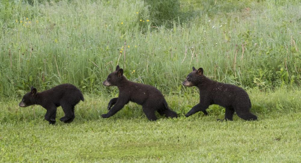 What Bears are Doing Now | Lake Lure North Carolina
