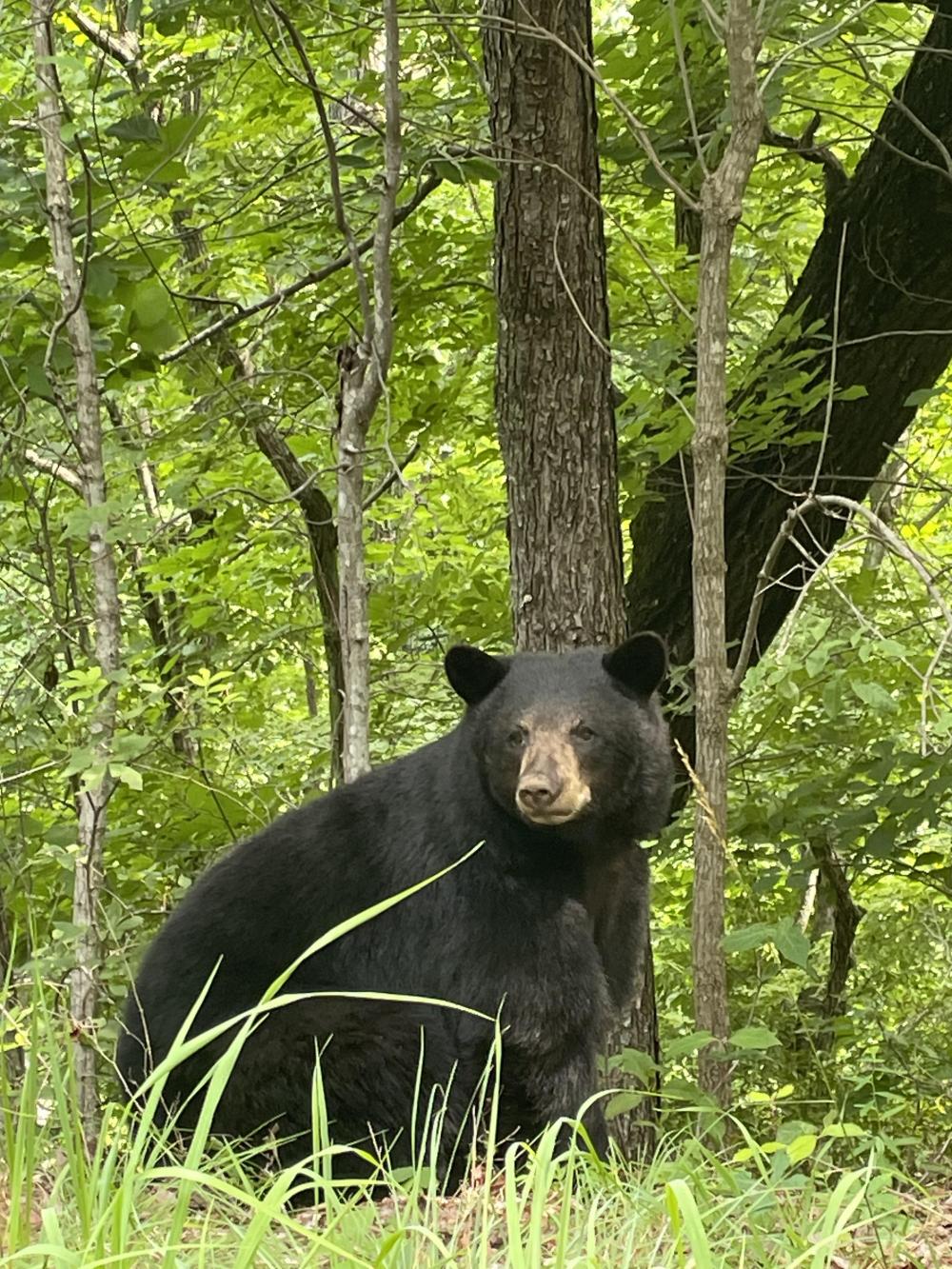 Why Early Summer Brings More Bear Sightings | Lake Lure North Carolina